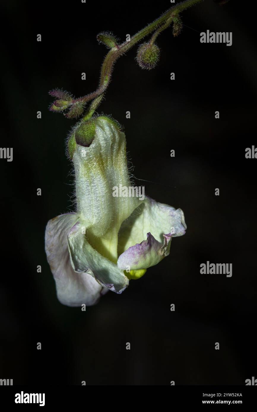 Natural macro flowering plant portrait of single creamy-white ...