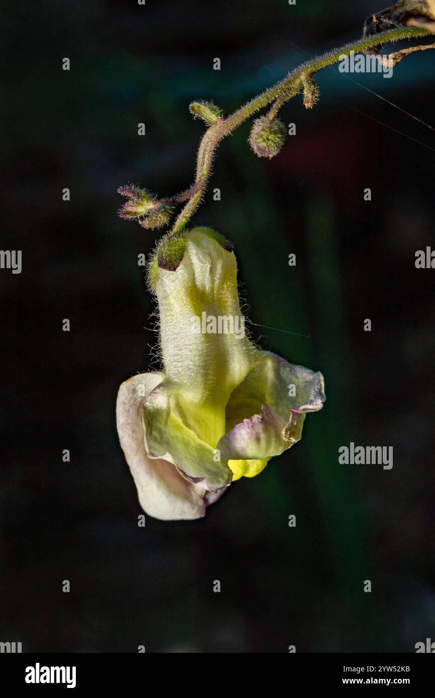 Natural macro flowering plant portrait of single creamy-white ...