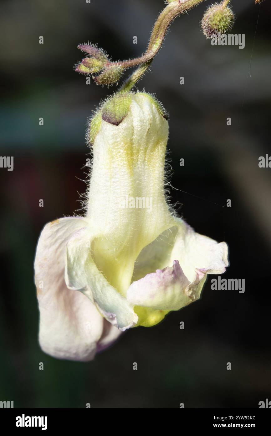 Natural macro flowering plant portrait of single creamy-white ...