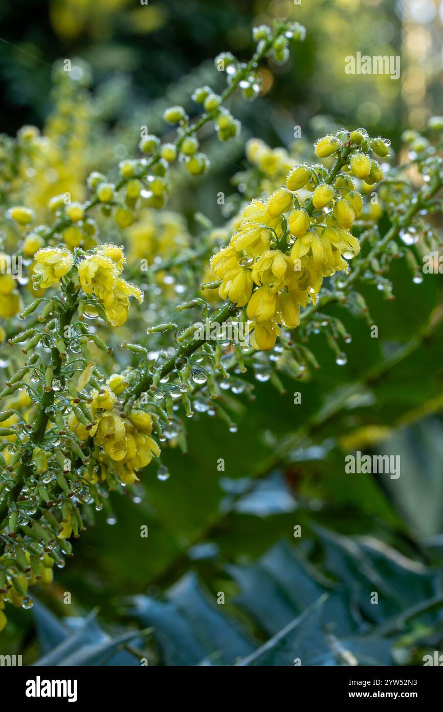 Natural flowering plant portrait of the stunning fragrant yellow ...