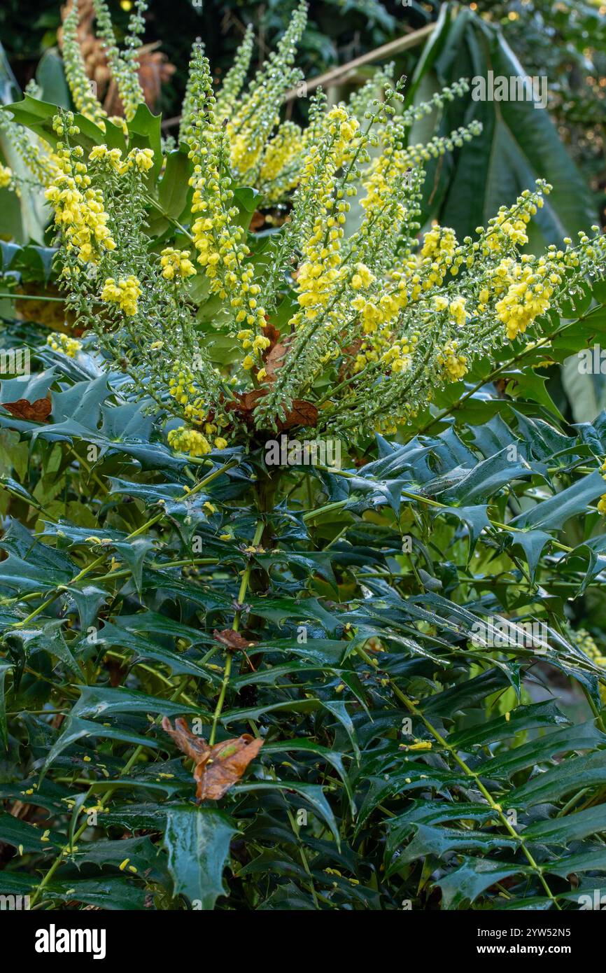 Natural flowering plant portrait of the stunning fragrant yellow ...