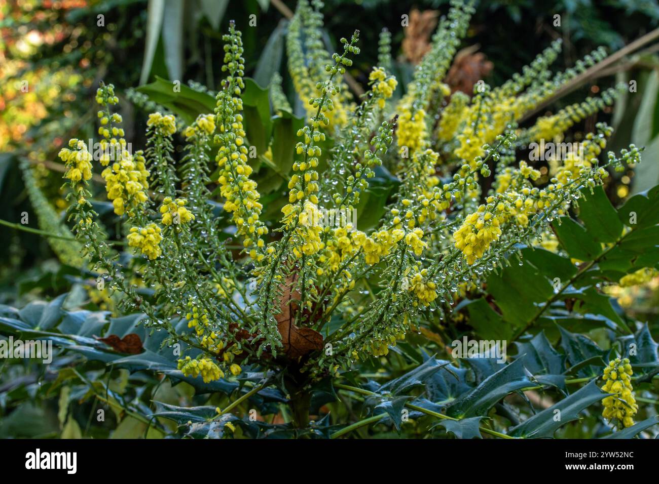 Natural flowering plant portrait of the stunning fragrant yellow ...