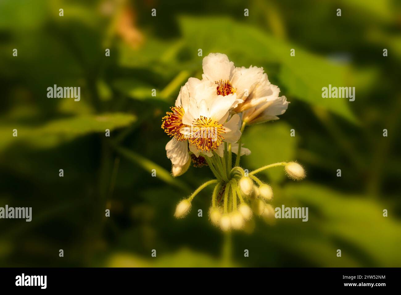 Natural close up flowering plant portrait of Sparrmannia Africana ...