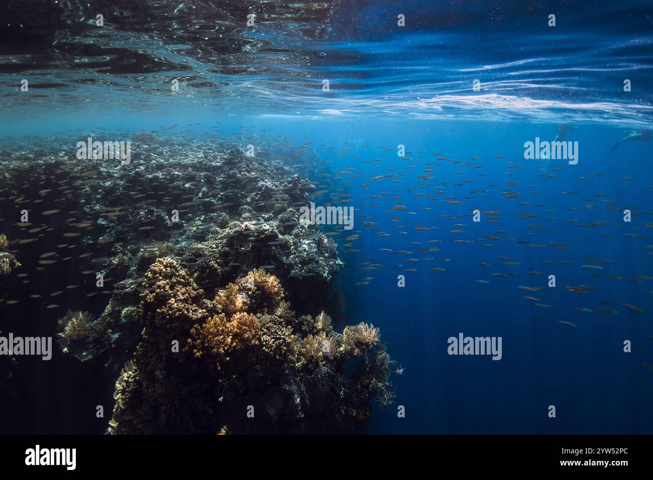 Reef with corals and fish underwater in transparent blue ocean Stock ...