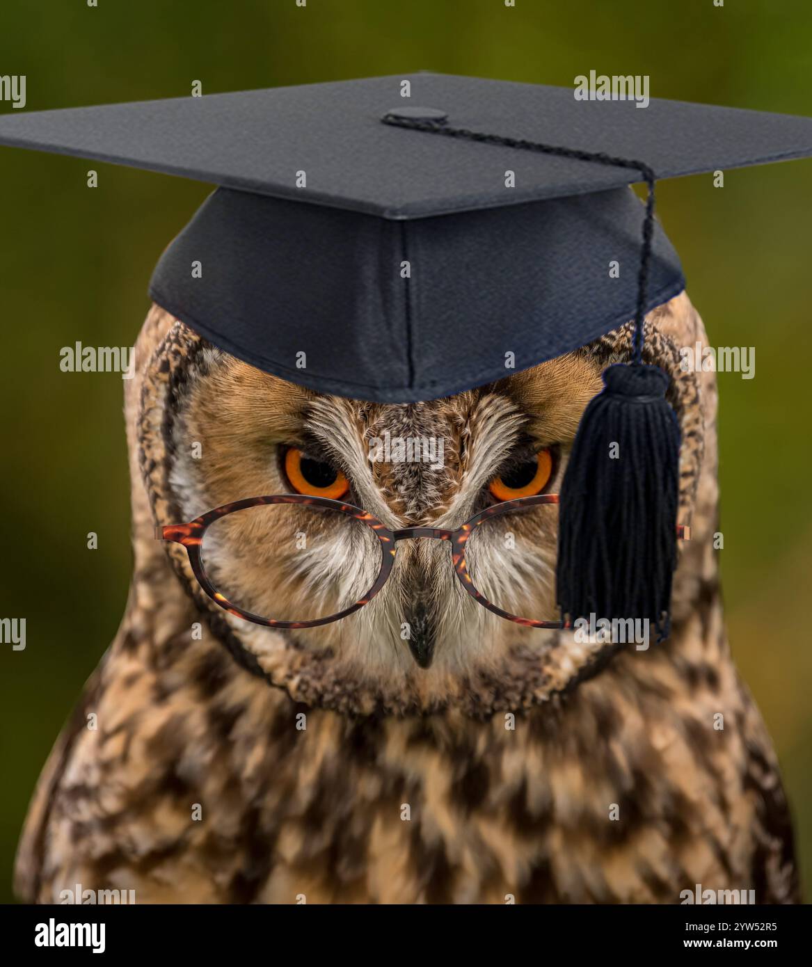 Wise owl teacher wearing a mortarboard Stock Photo - Alamy
