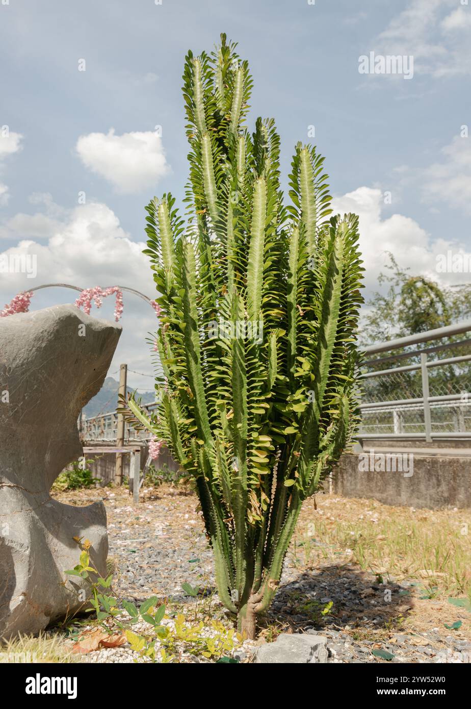 Euphorbia trigona cactus succulent hi-res stock photography and images ...