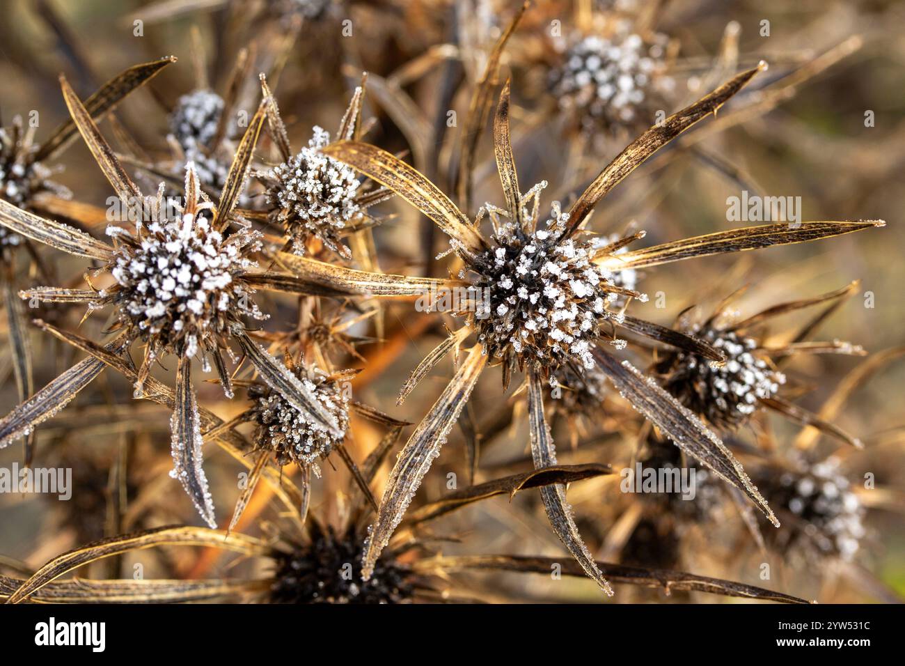 Spreading blue silver bracts hi-res stock photography and images - Alamy