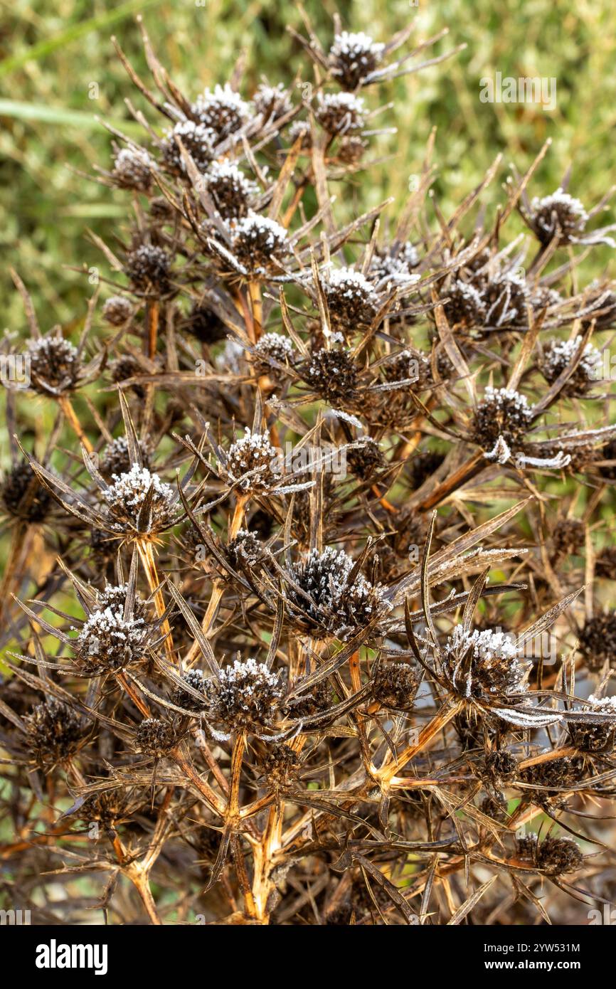 Steel blue flower heads hi-res stock photography and images - Alamy