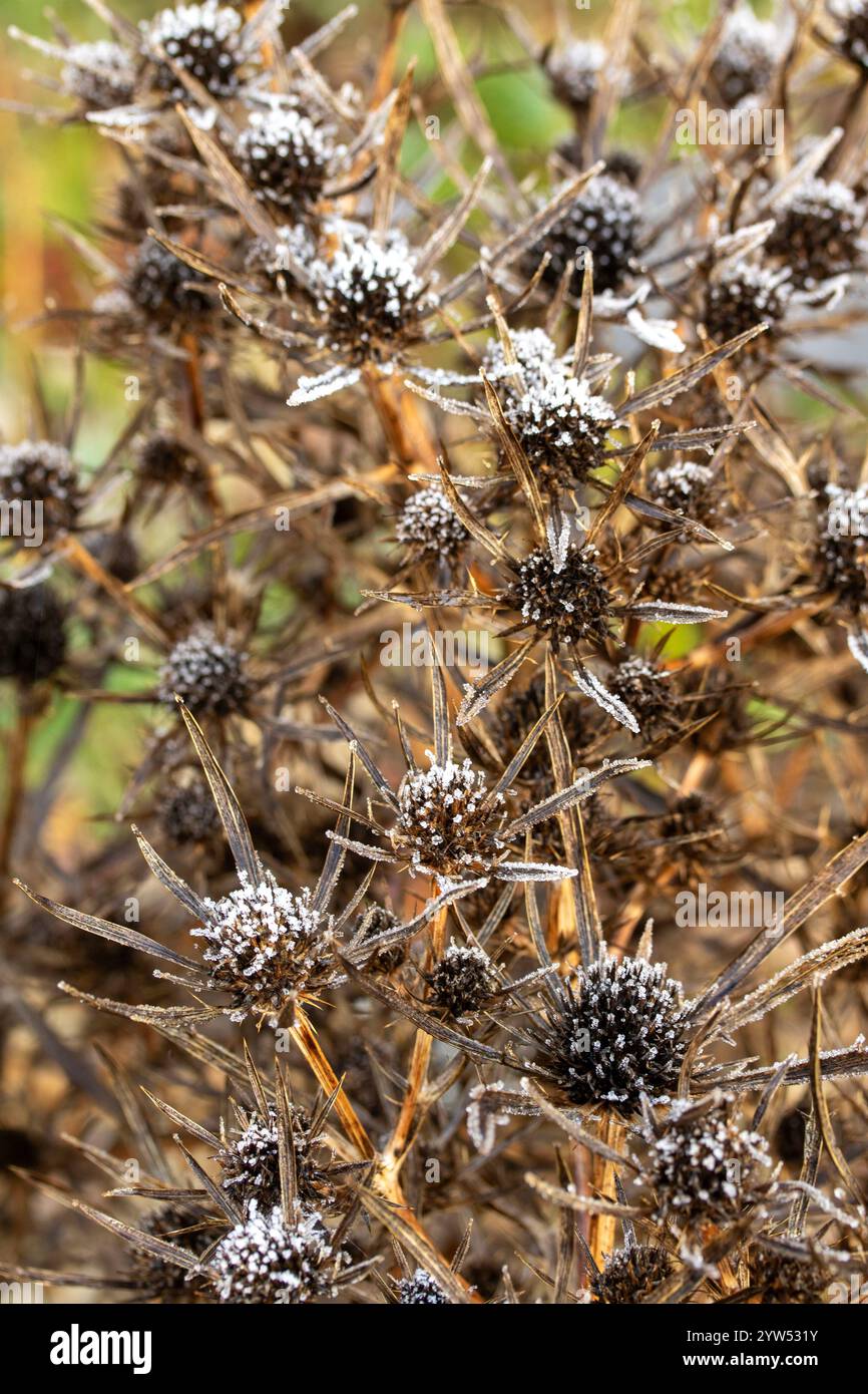 Natural close up plant portrait of Eryngium amethystinum, amethyst sea ...