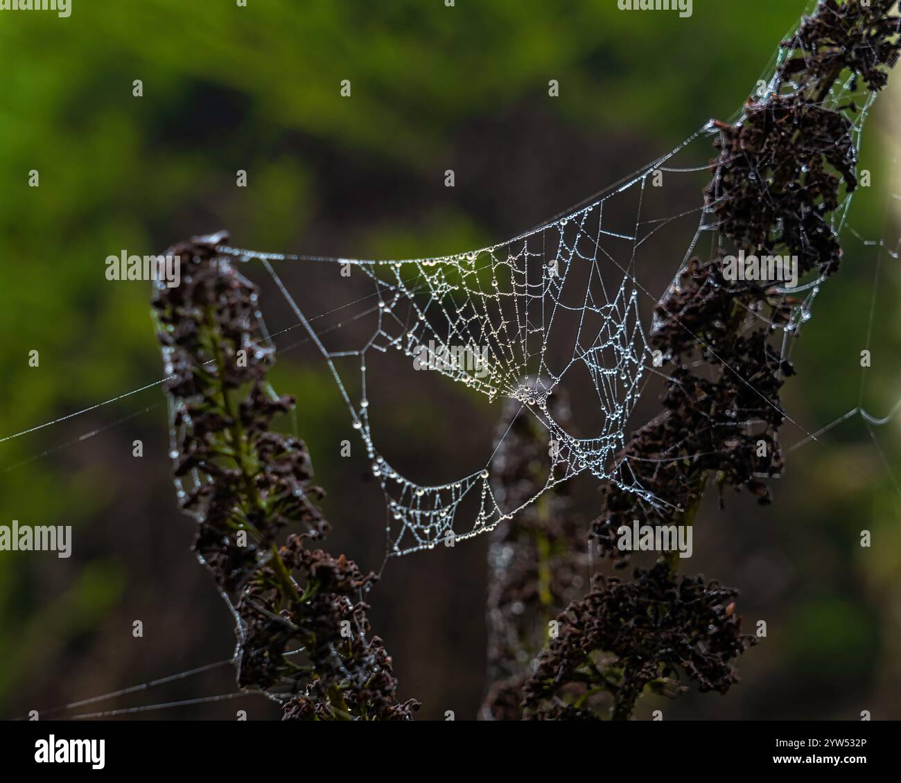 Spider web structure hi-res stock photography and images - Alamy