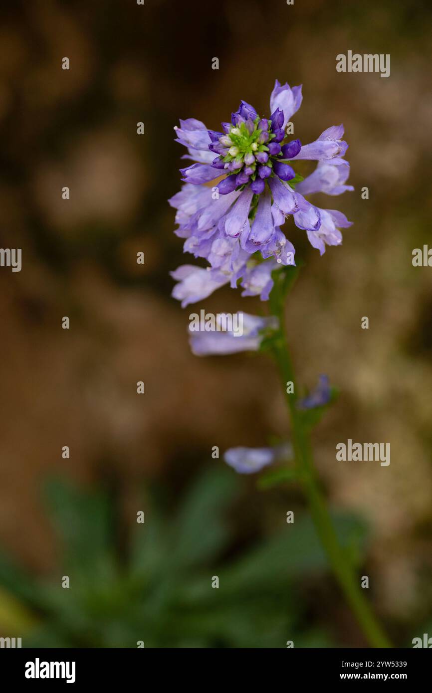 Natural close up single flowering spike of Primula Marginata. attention ...