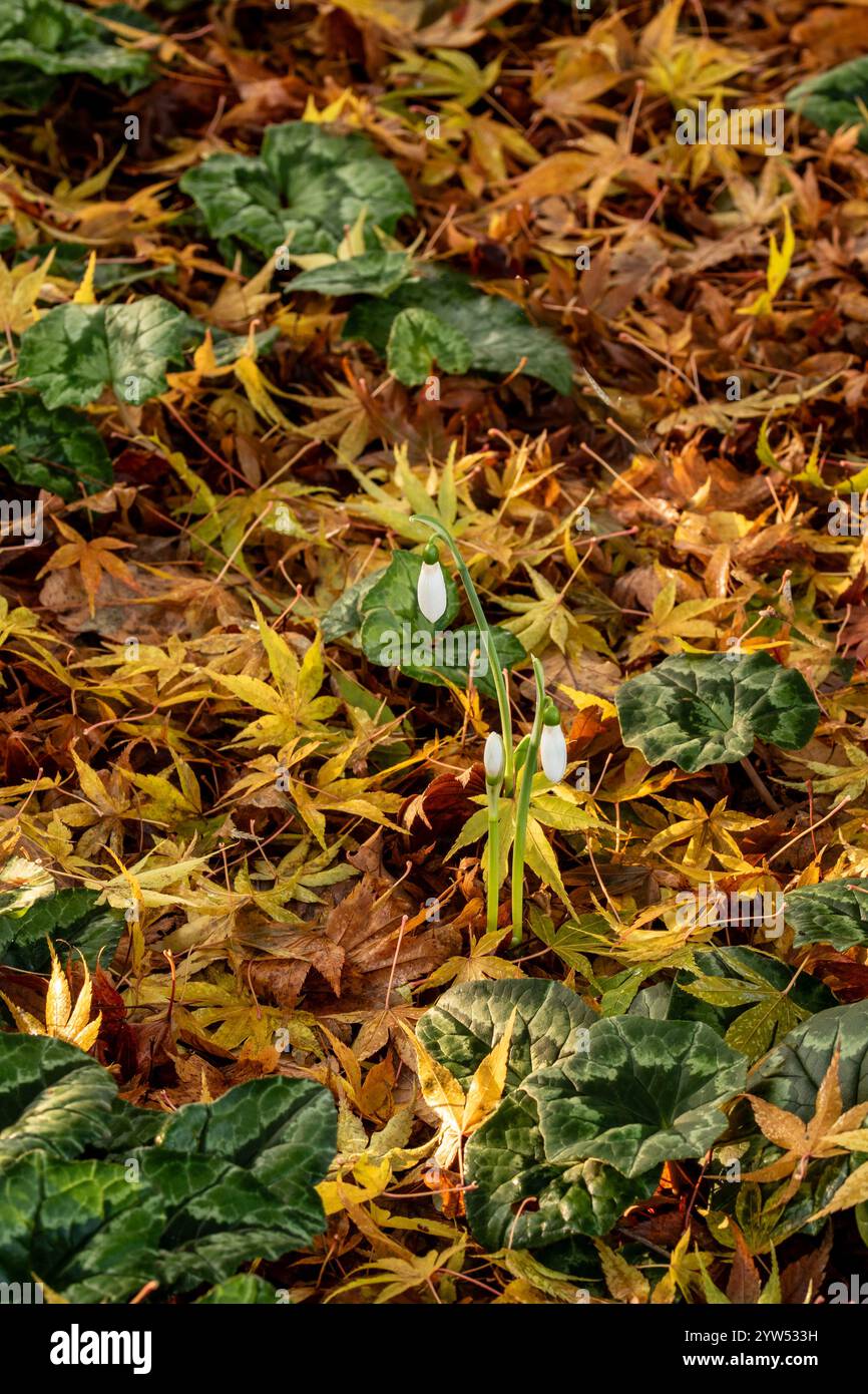 Striking early winter intimate landscape of Cyclamen Hederifolium, ivy ...