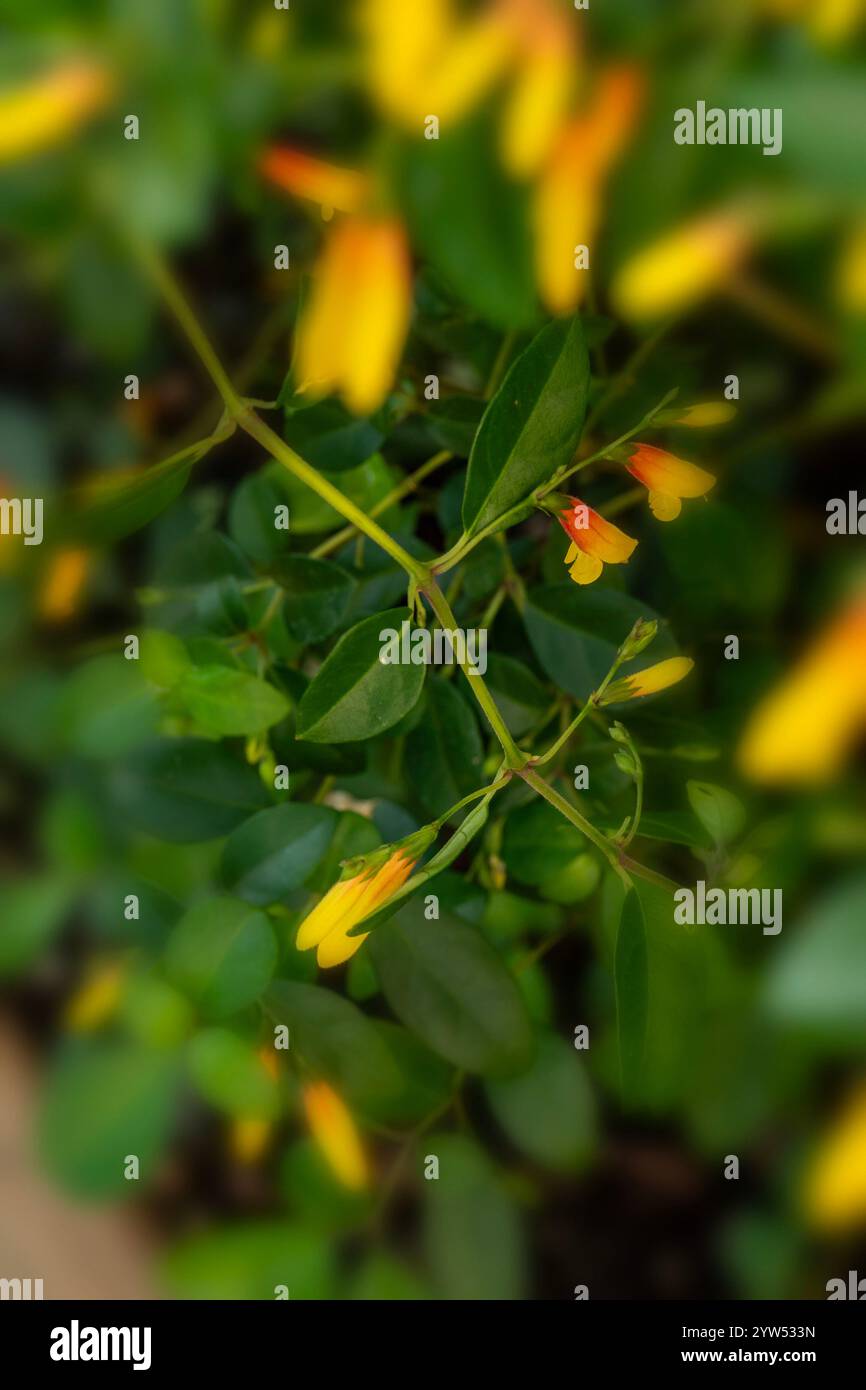 Natural close up flowering plant portrait of the prolifically blooming ...