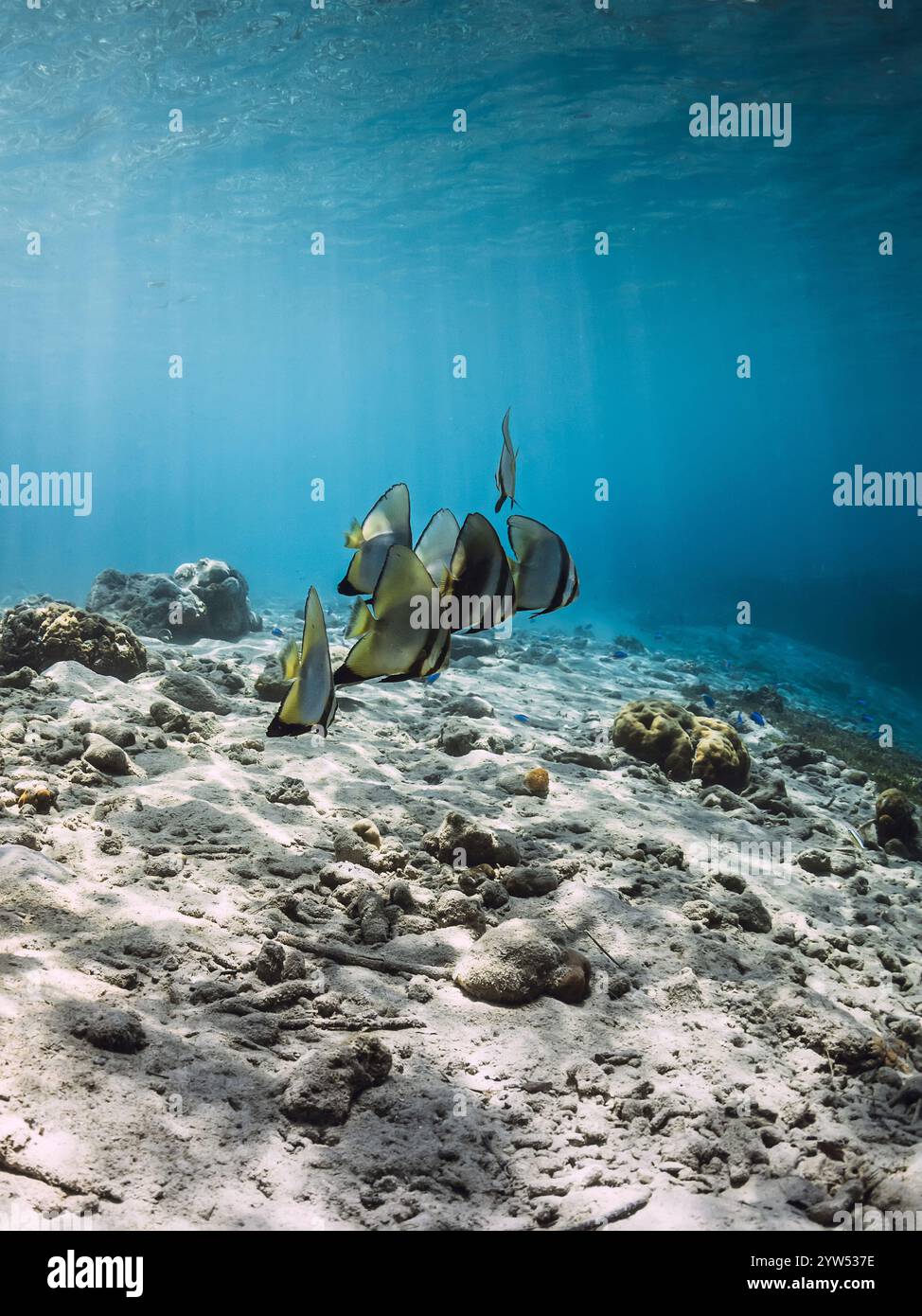 School of bat fish underwater in tropical blue ocean Stock Photo - Alamy