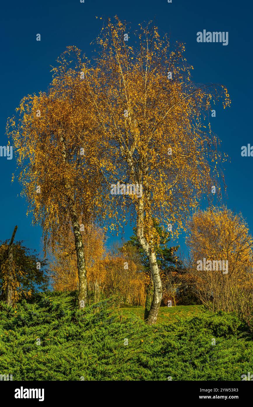 Birch trees with dried leaves in a garden of a country house. France ...
