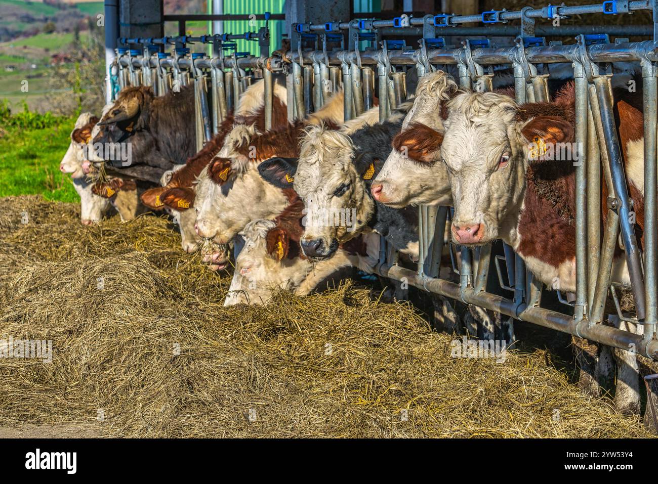 Cows eat hay from feeder hi-res stock photography and images - Alamy