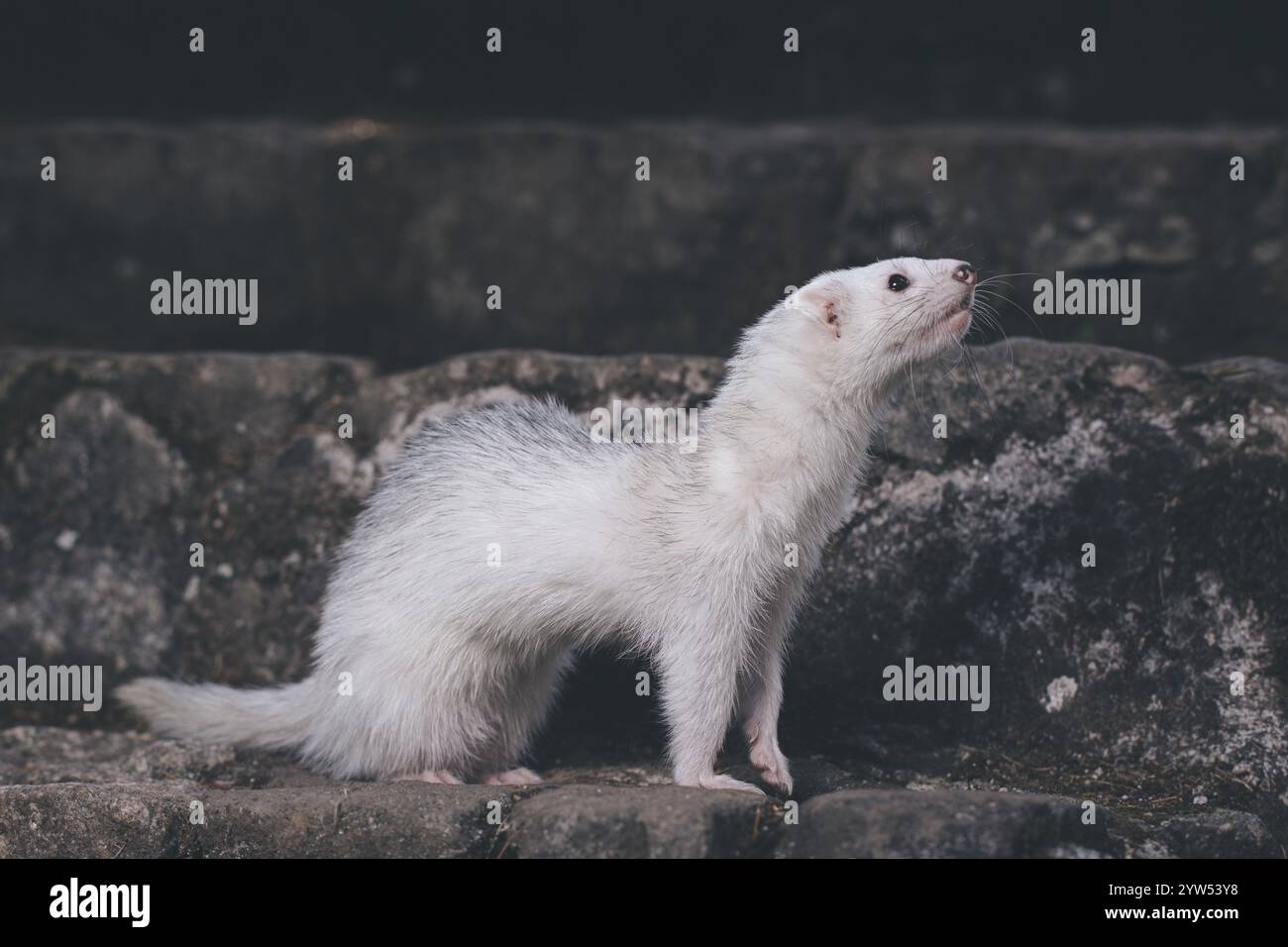 Ferret posing for portrait on old outdoor stone stairs Stock Photo - Alamy