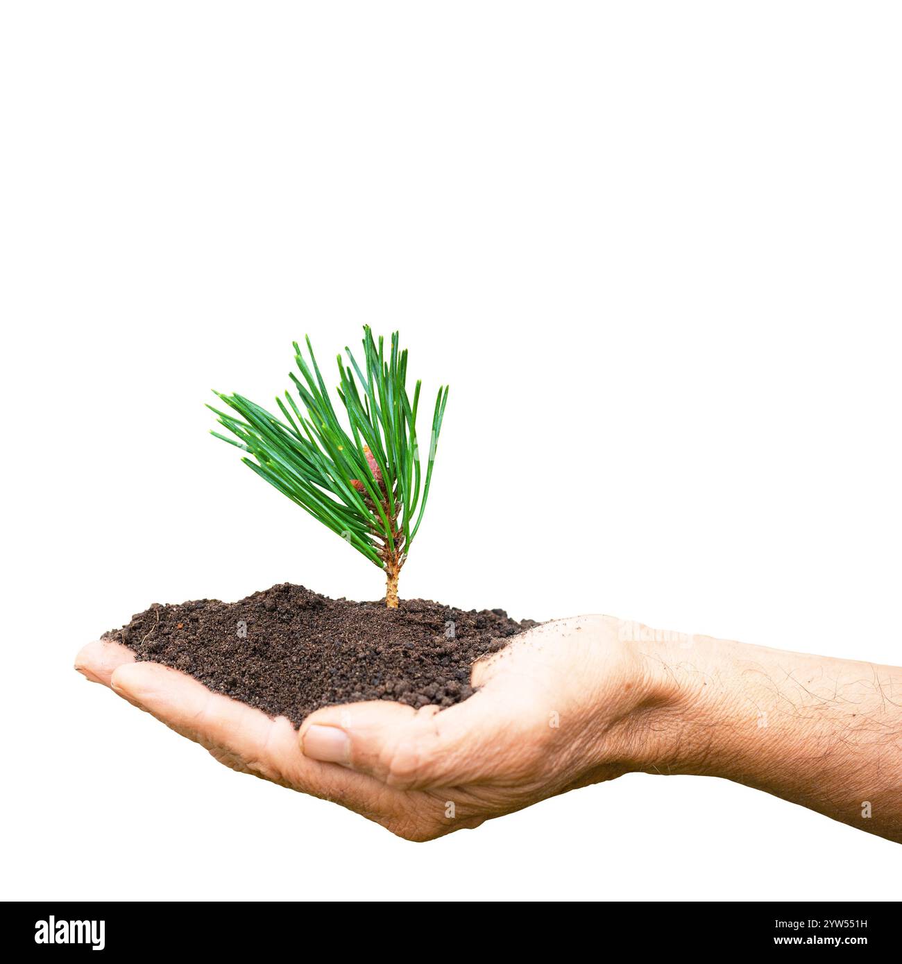 small pine seedling in male hands, symbol of ecology in nature Stock ...