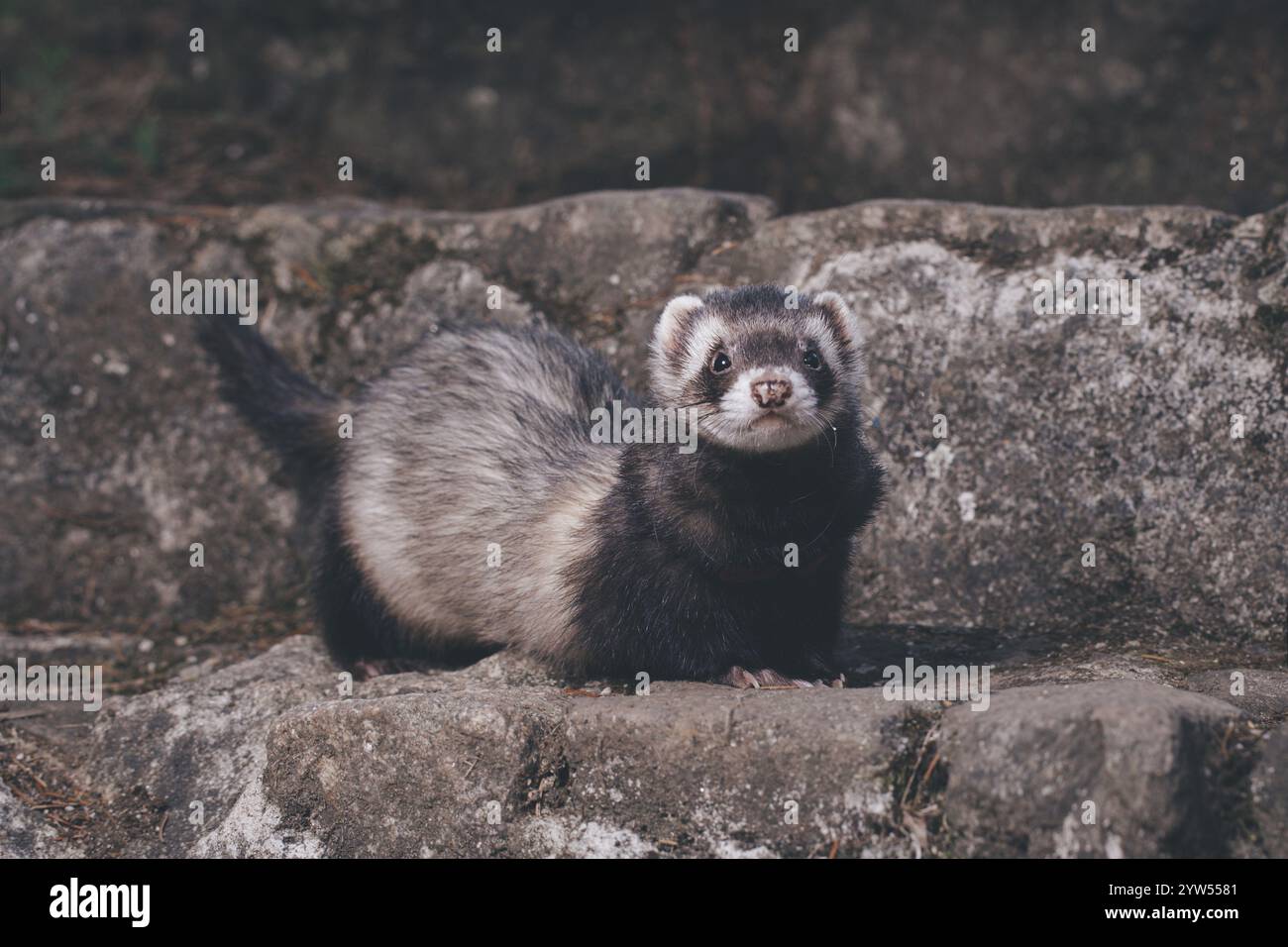 Standard color ferret posing for portrait on old outdoor stone stairs ...