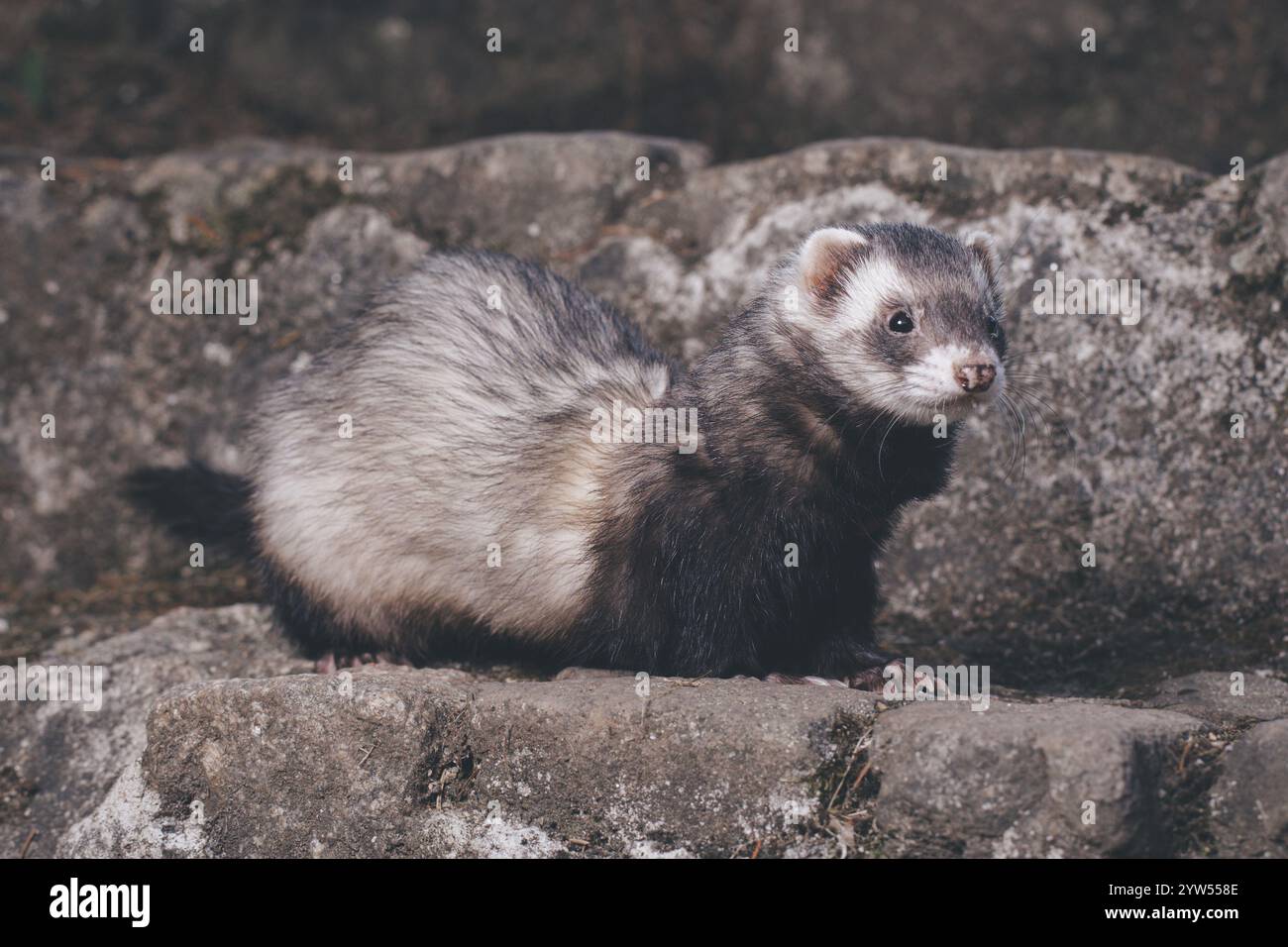 Standard color ferret posing for portrait on old outdoor stone stairs ...