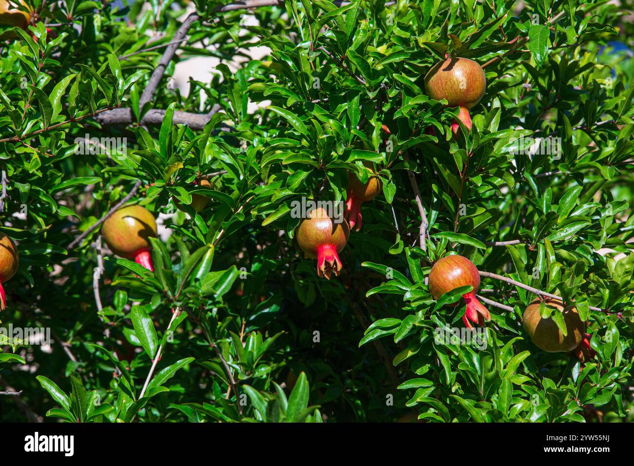 Pomegranate punica granatum plantae hi-res stock photography and images ...