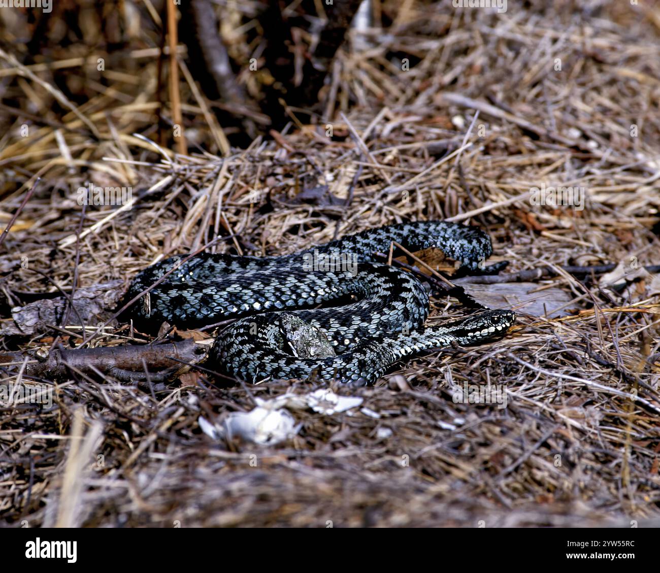 Common European Adder, viper in its natural habitat during spring ...