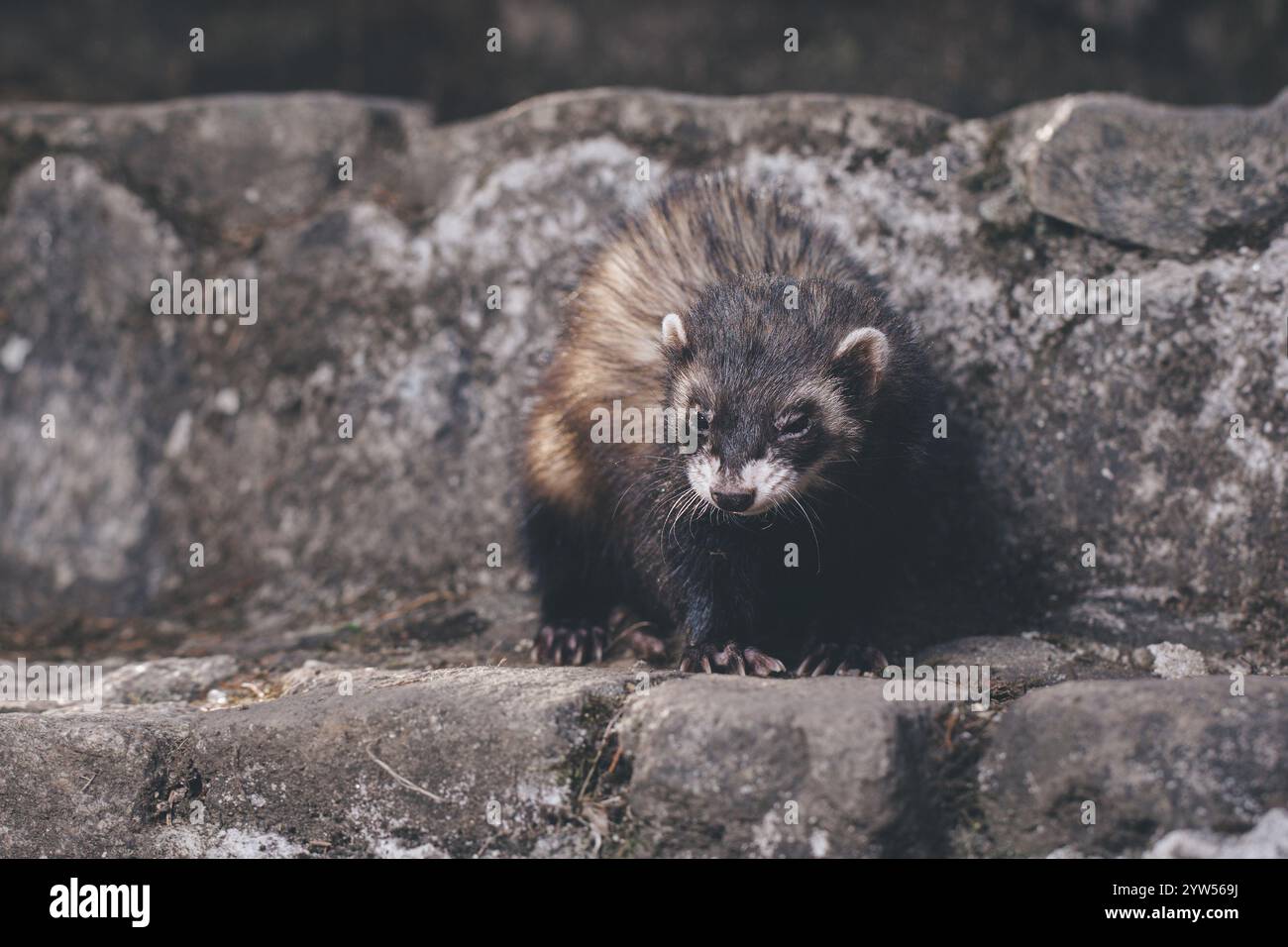 Standard color ferret posing for portrait on old outdoor stone stairs ...