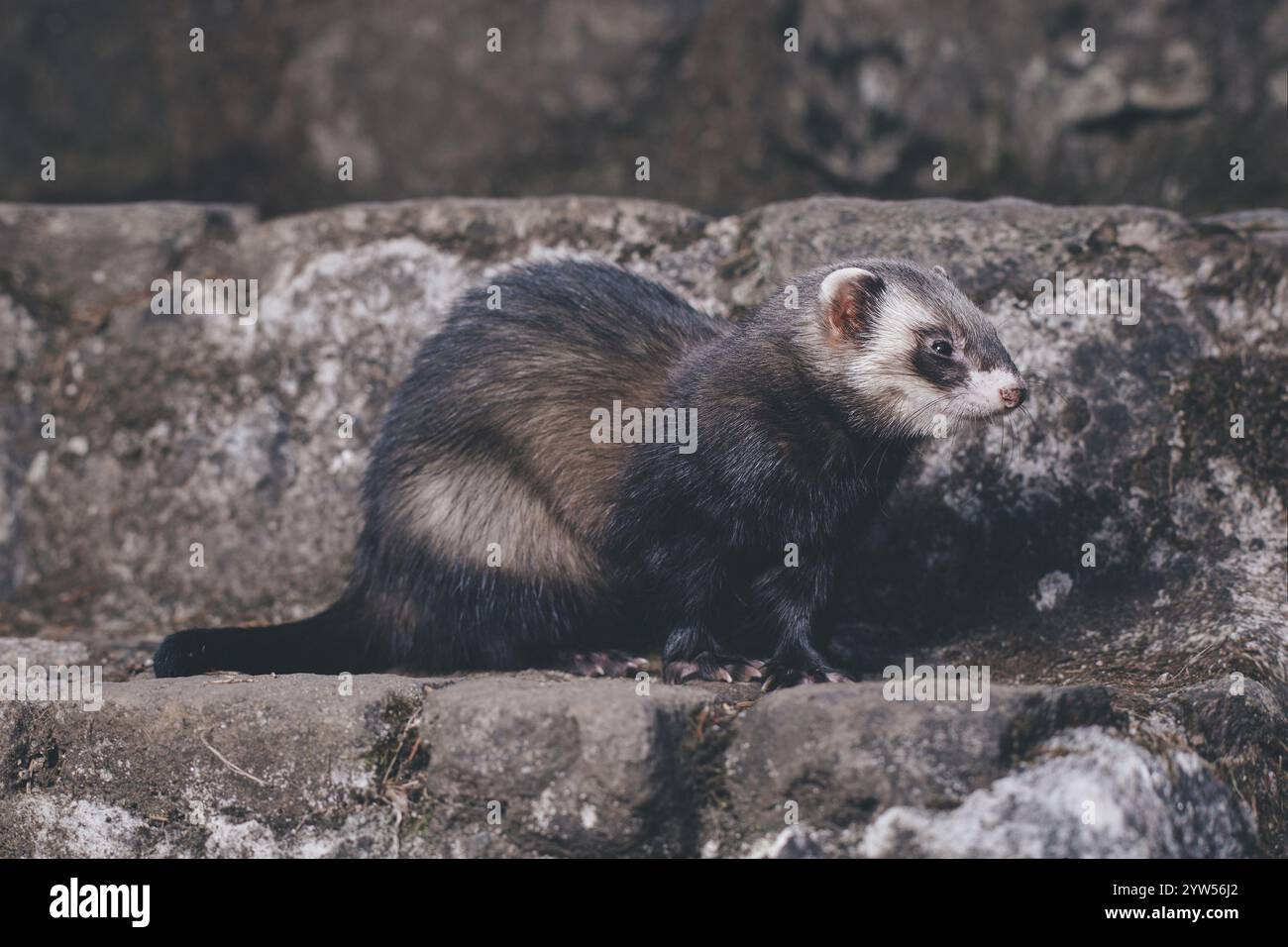 Standard color ferret posing for portrait on old outdoor stone stairs ...