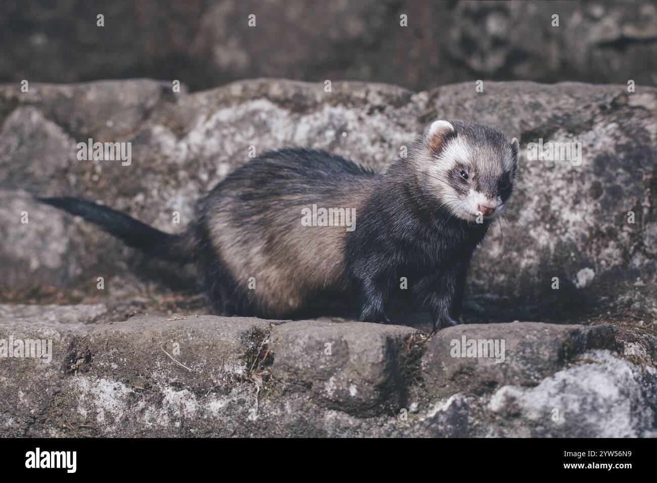 Standard color ferret posing for portrait on old outdoor stone stairs ...
