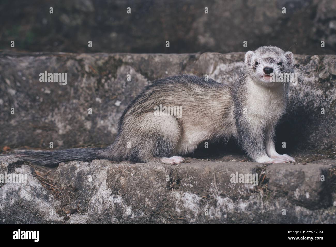 Ferret posing for portrait on old outdoor stone stairs Stock Photo - Alamy