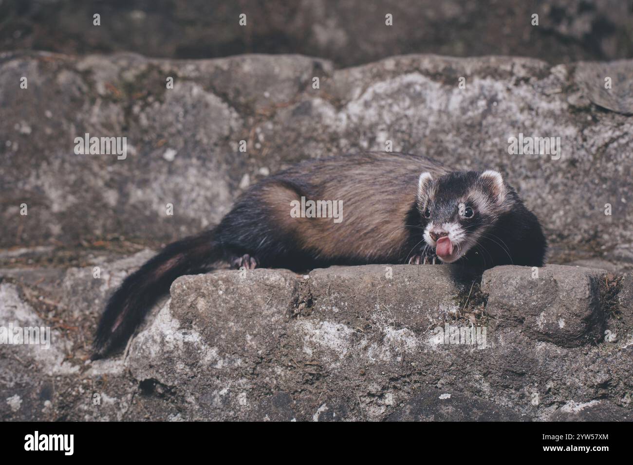 Standard color ferret posing for portrait on old outdoor stone stairs ...