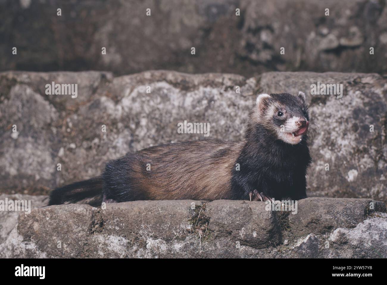 Standard color ferret posing for portrait on old outdoor stone stairs ...