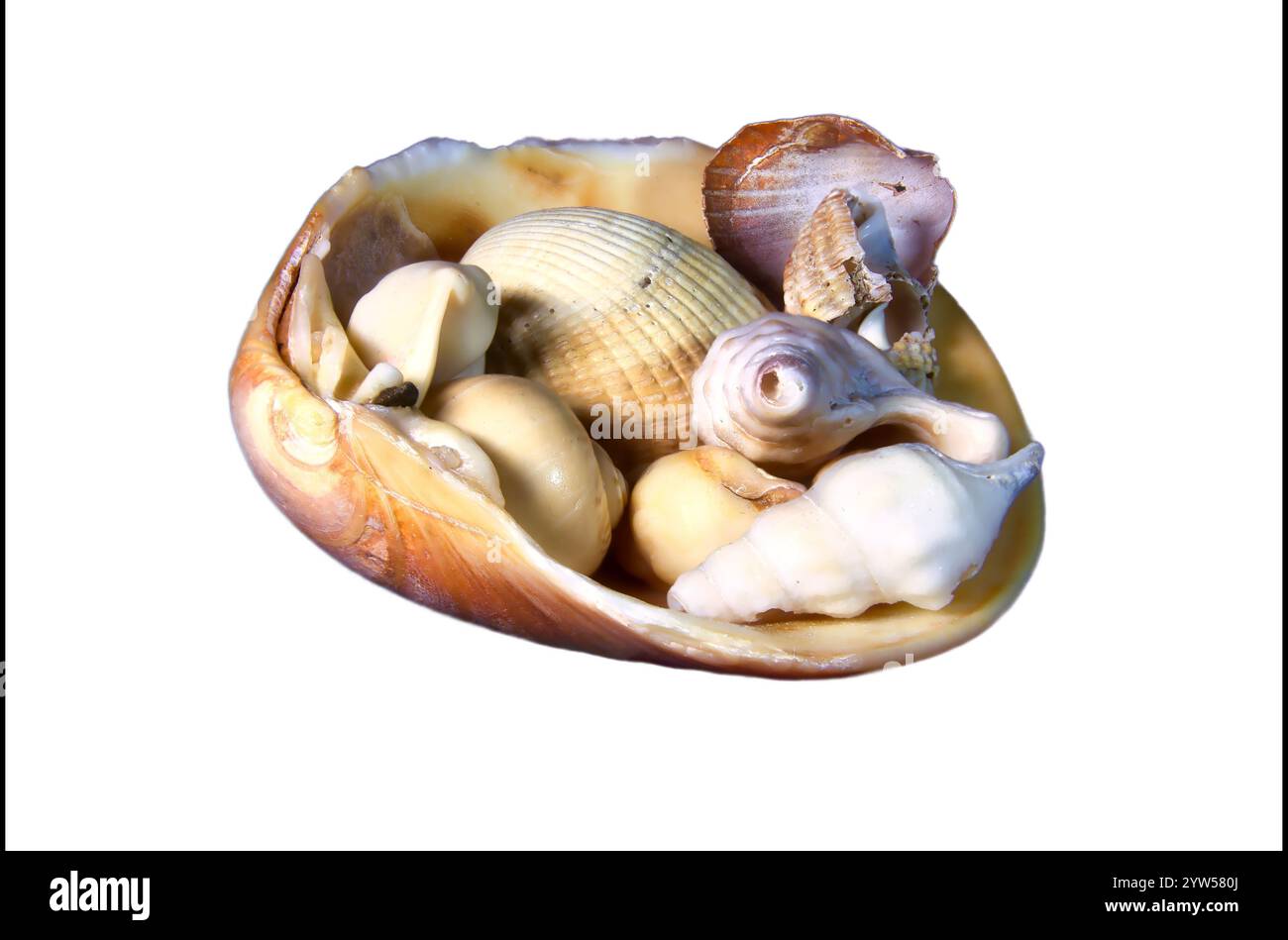 different sized atlantic sea shells isolated on white, close up image ...