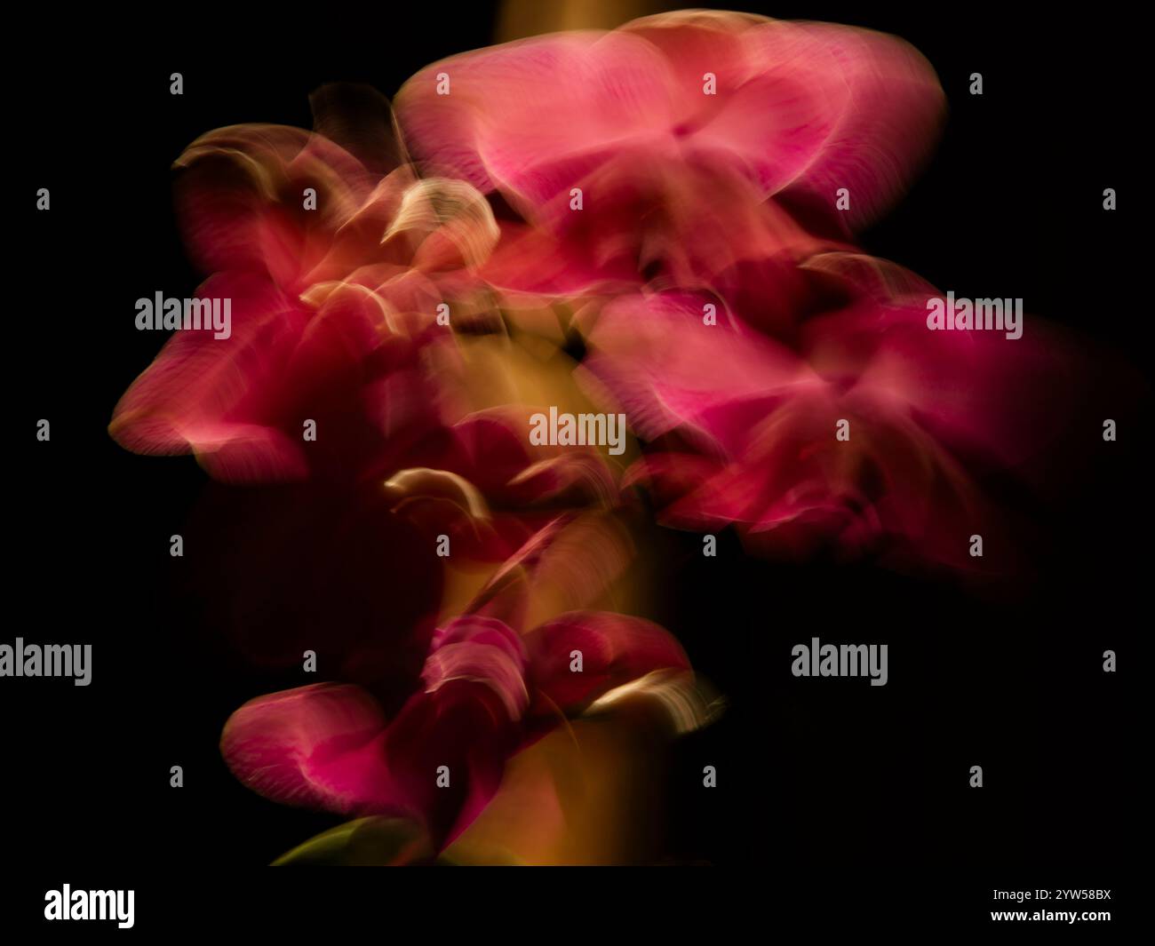 Abstract Orchid Flowers with Artistic Patterns Created by Slow Shutter ...