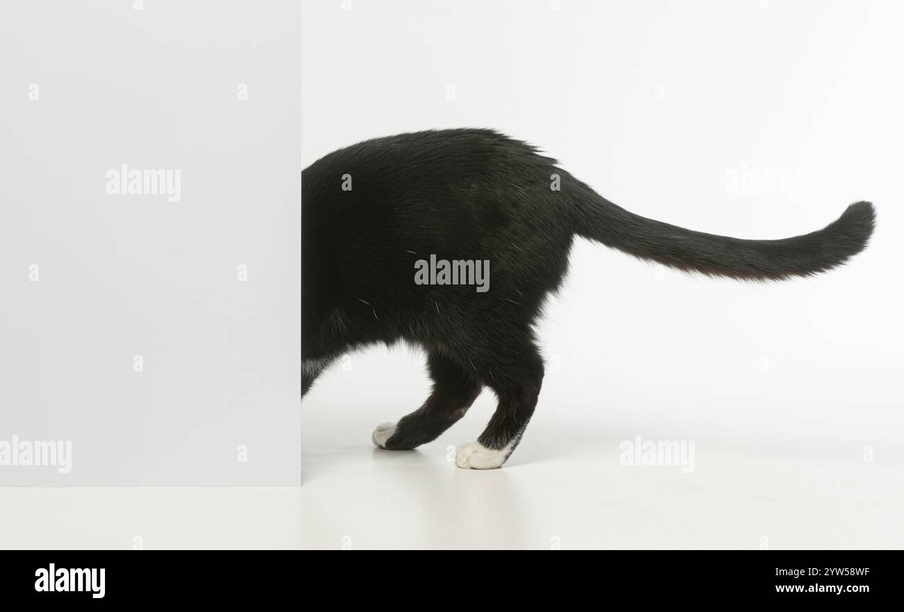 Side view of an inquisitive black and white cat, head out of view ...