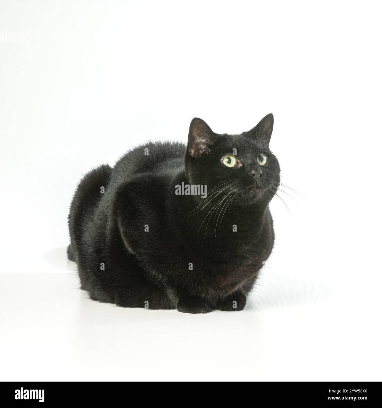 Black cat crouching down looking upwards, seen against a white studio ...