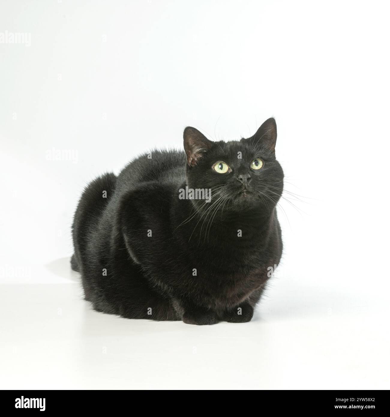 Black cat crouching down looking upwards, seen against a white studio ...