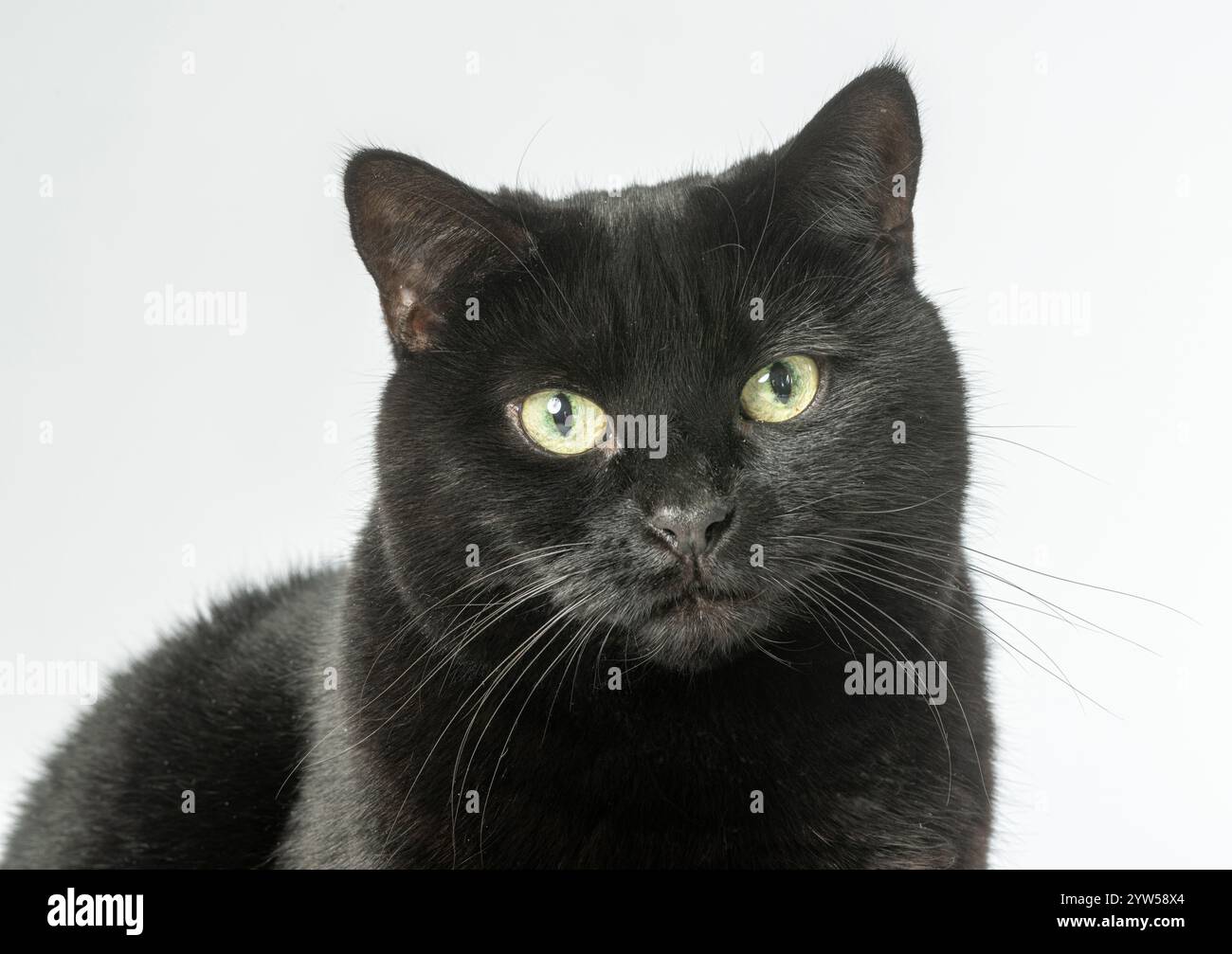 Black coat feline hi-res stock photography and images - Alamy