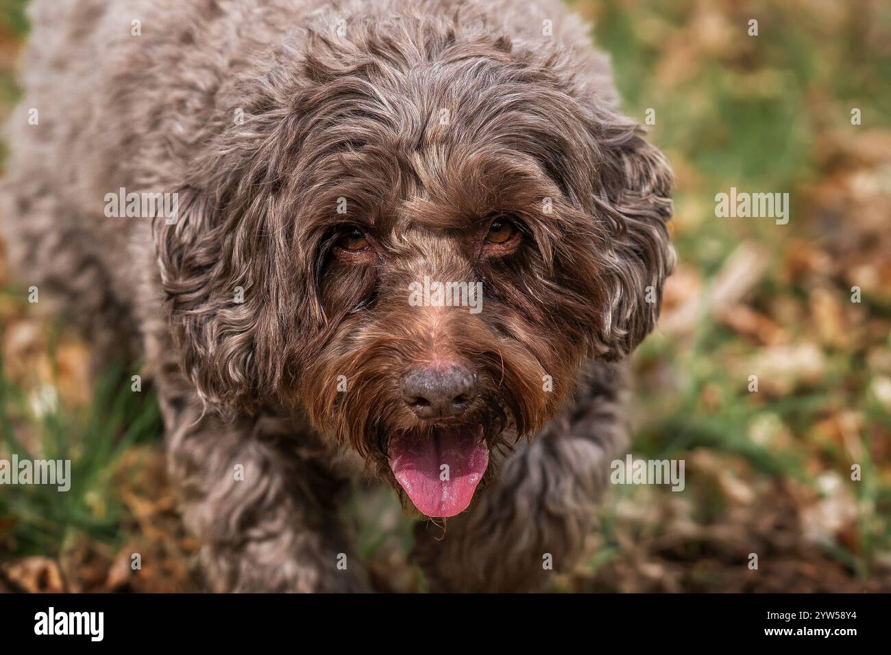 Senior Brown cockapoo in the Windsor forest Stock Photo - Alamy