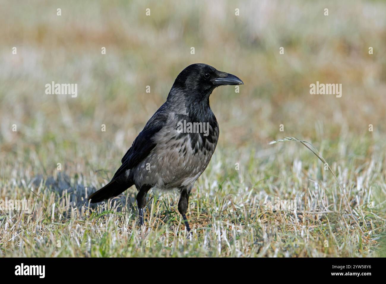 Norway and northern ireland hi-res stock photography and images - Alamy