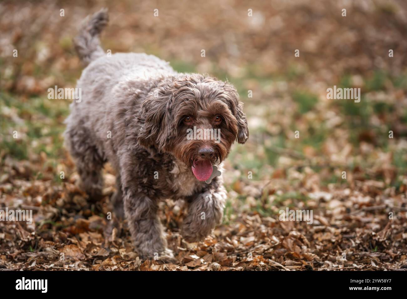 Senior Brown cockapoo in the Windsor forest Stock Photo - Alamy