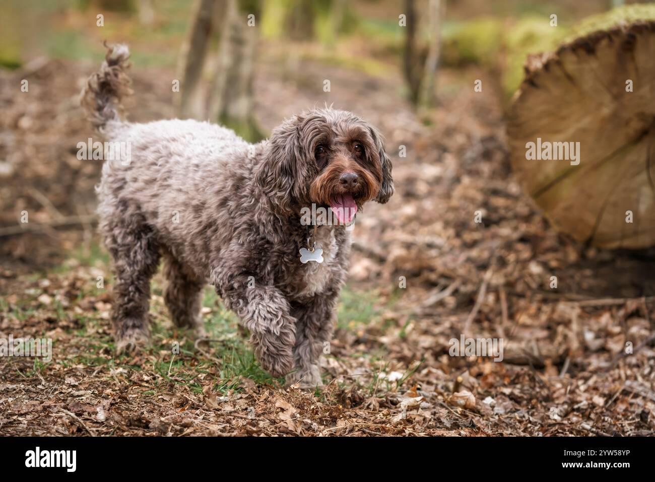 Senior Brown cockapoo in the Windsor forest Stock Photo - Alamy
