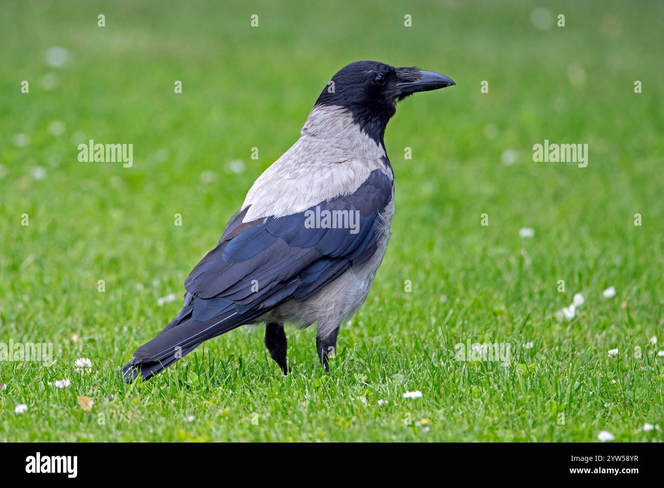 Hooded crow scotland hi-res stock photography and images - Alamy