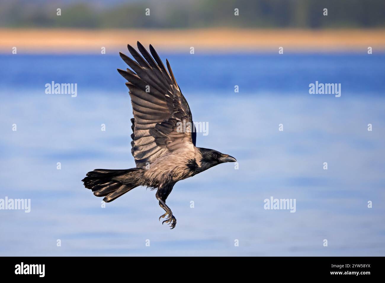 Flying hooded crow over hi-res stock photography and images - Alamy