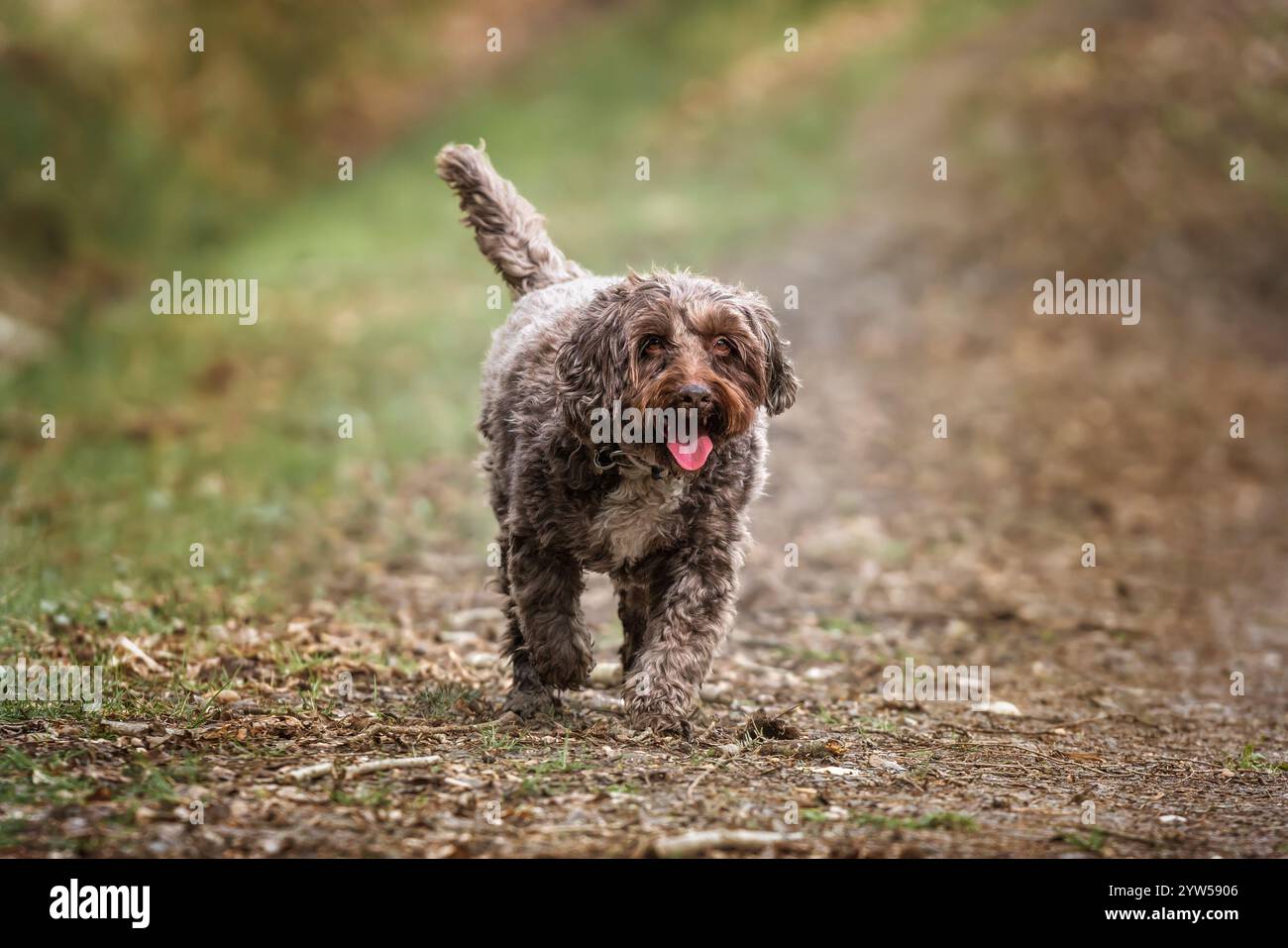Senior Brown cockapoo in the Windsor forest Stock Photo - Alamy
