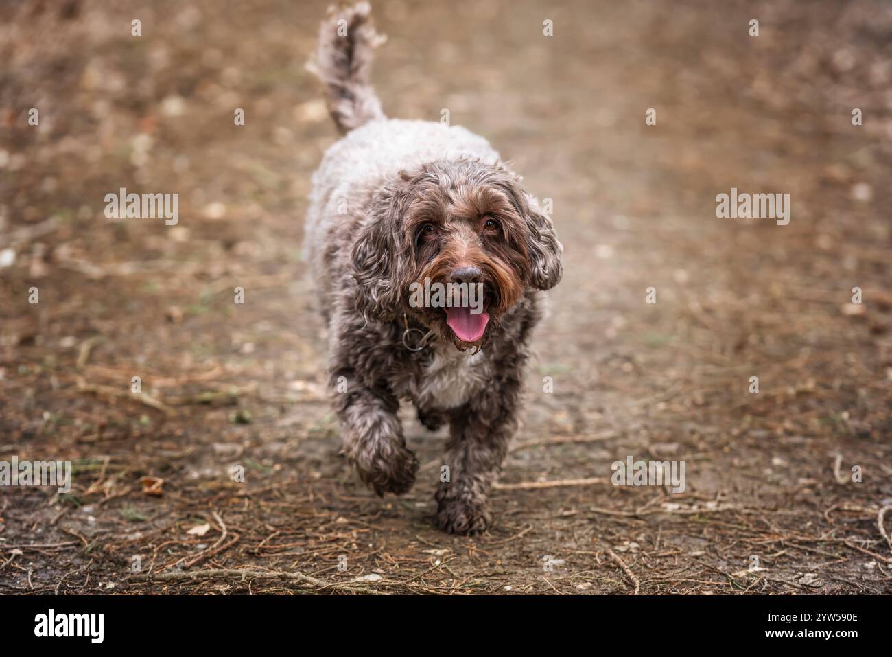 Senior Brown cockapoo in the Windsor forest Stock Photo - Alamy