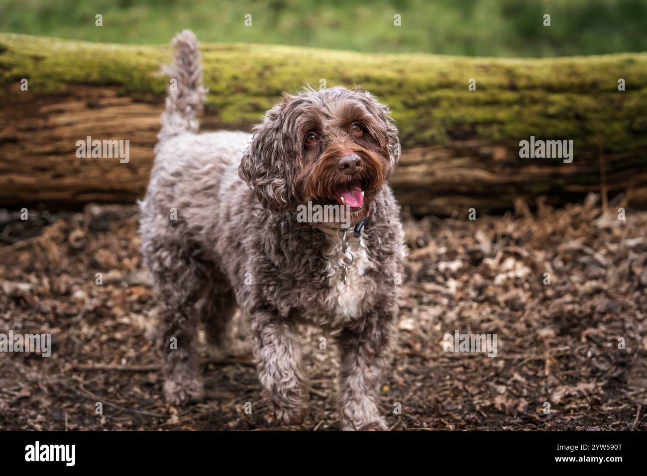 Senior Brown cockapoo in the Windsor forest Stock Photo - Alamy