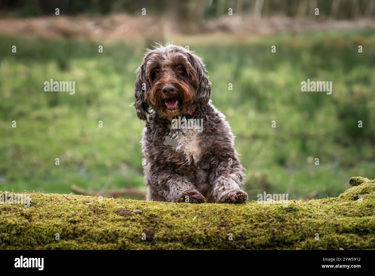 Senior Brown cockapoo in the Windsor forest Stock Photo - Alamy