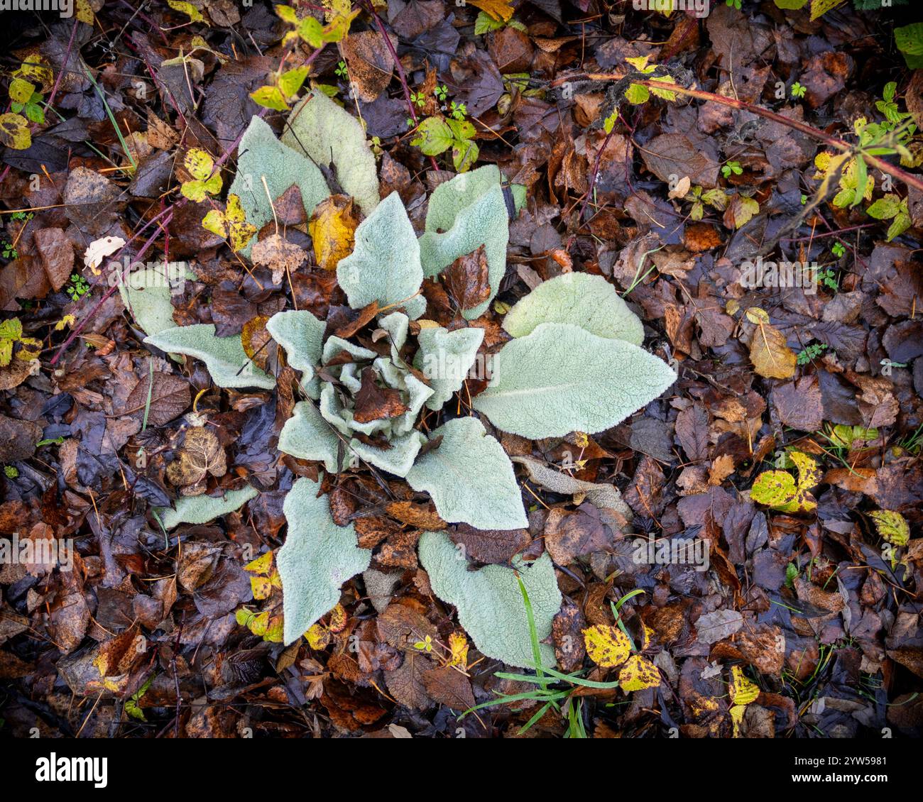 A plant hidden by leaves Stock Photo - Alamy