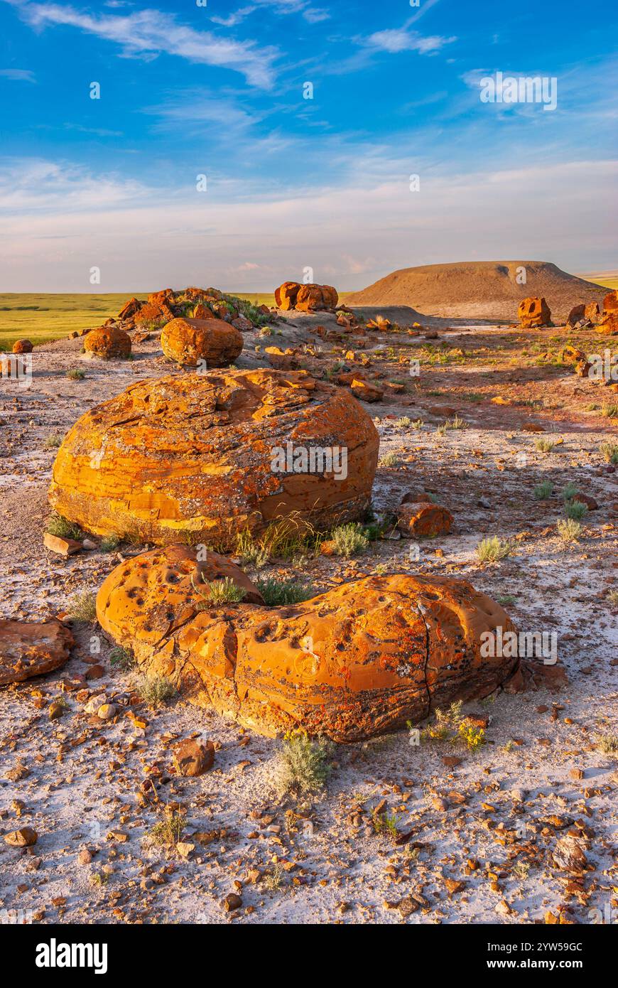 Sperical sandstone concretions lie exposed in the clay in the Red Rock ...